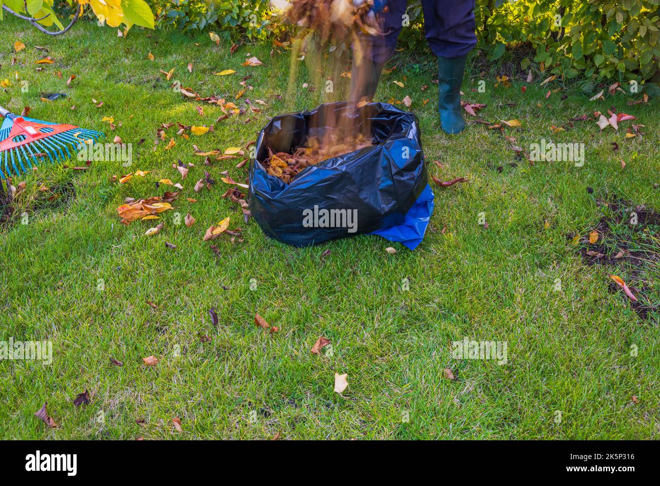 View of man gathering falling leaves on green grass lawn in plastic bag ...