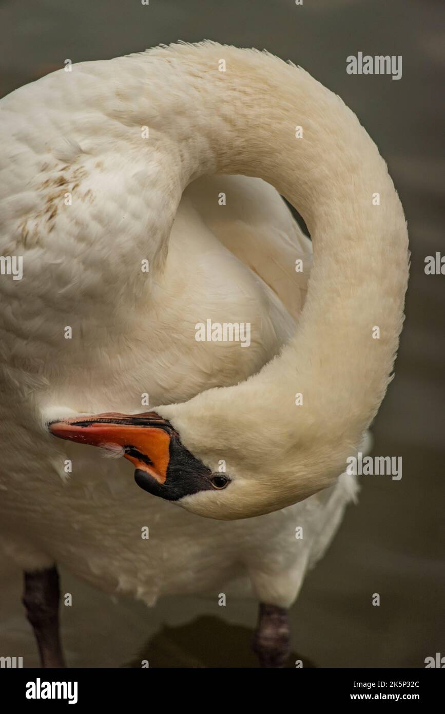 Swan bird on Radbuza river in Pilsen city in autumn dark fresh day ...