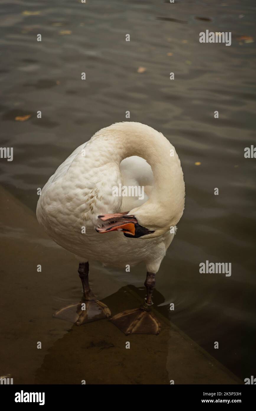 Swan bird on Radbuza river in Pilsen city in autumn dark fresh day ...