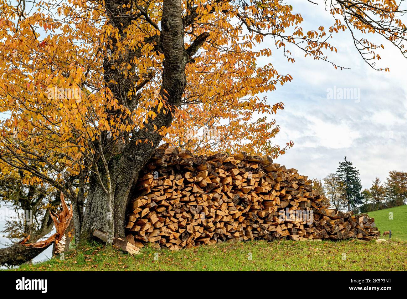 Firewood, wood pile, split logs drying Stock Photo - Alamy