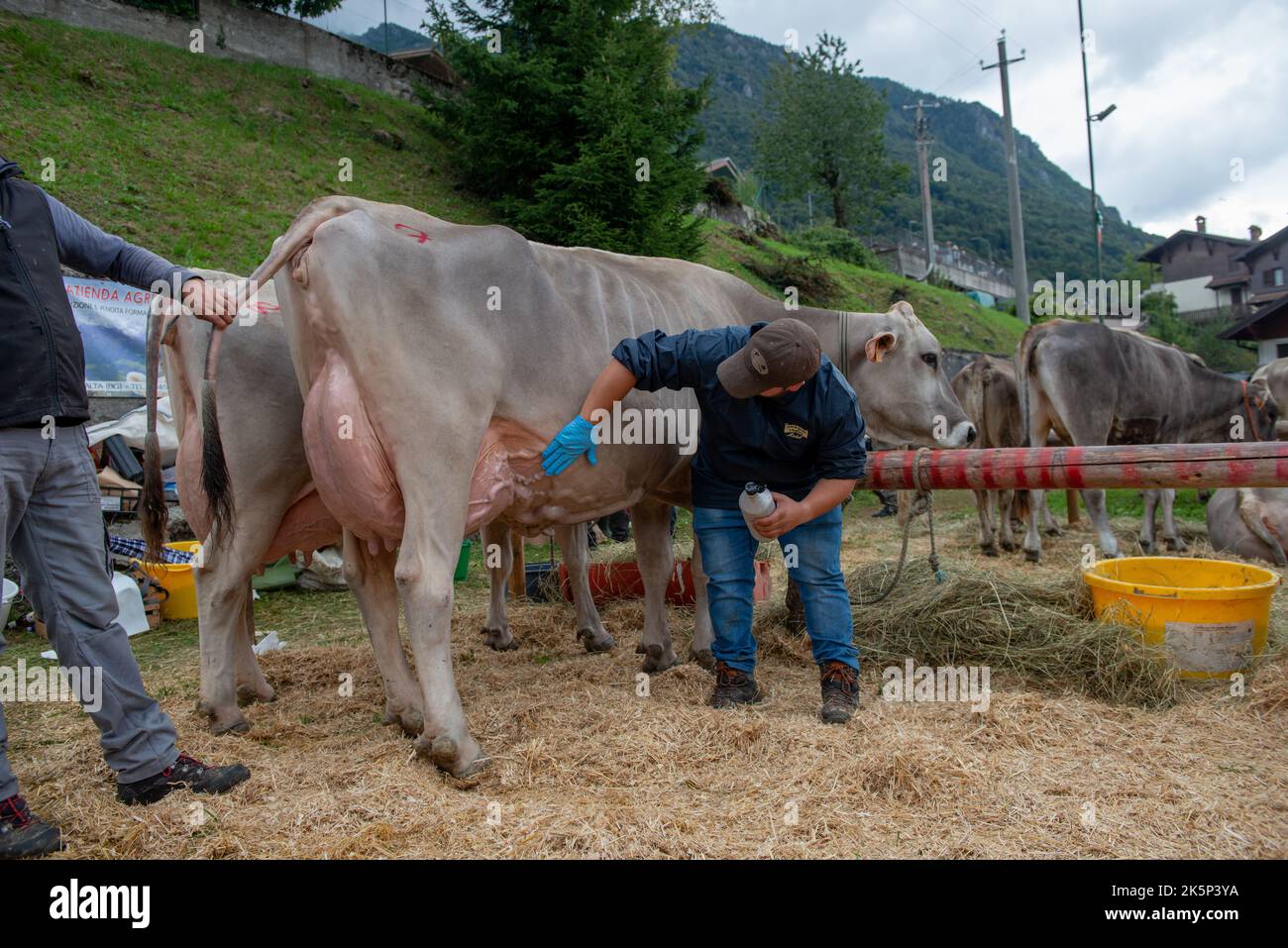 Serina Bergamo Italy 21 September 2022: Serina Livestock Fair, the ...