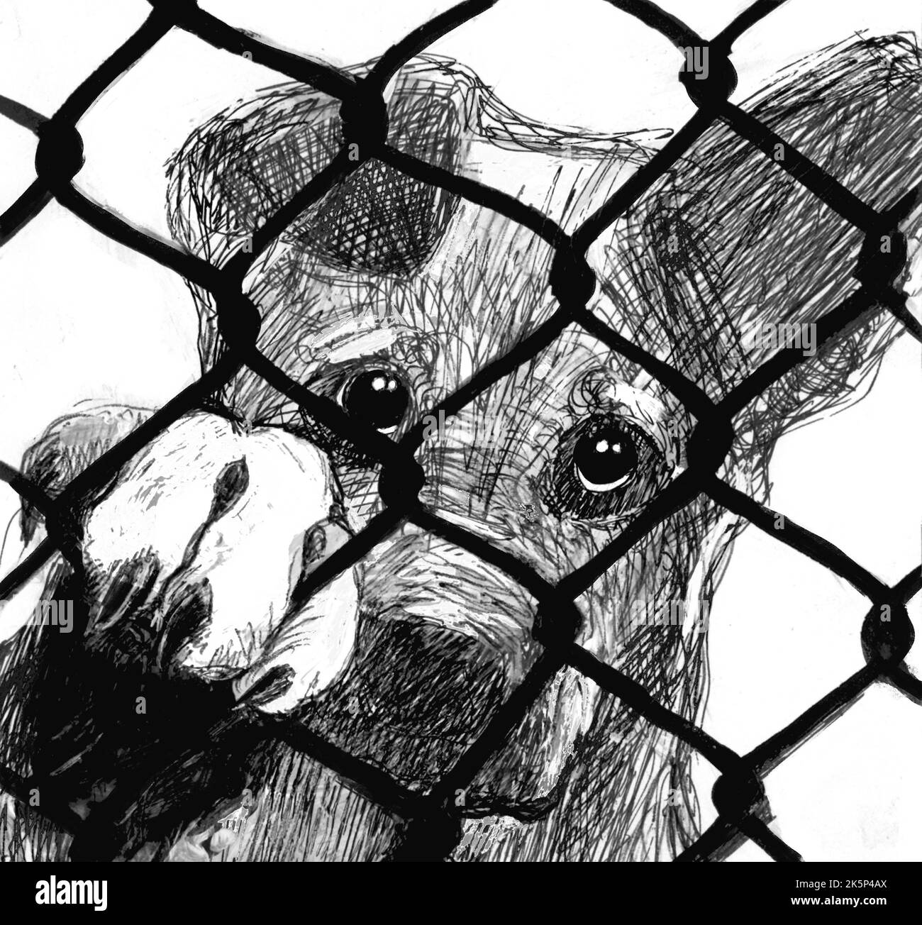 A dog in a shelter. Black and white illustration made by hand. Mongrel ...