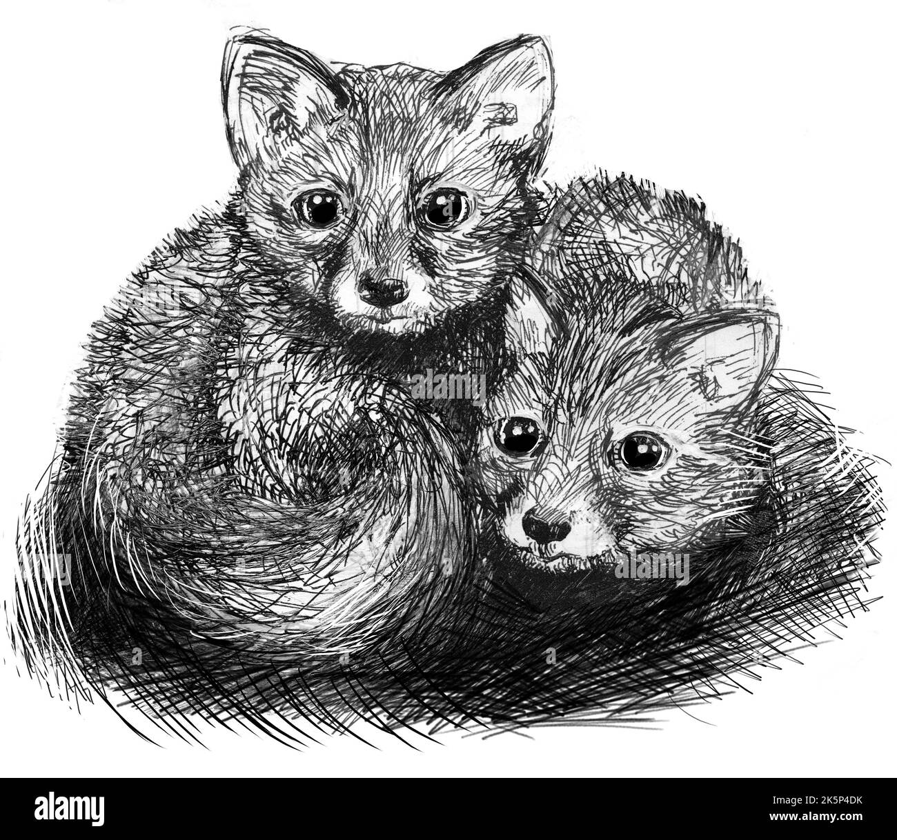 Two cute little foxes cuddled together. Black and white pen drawing ...