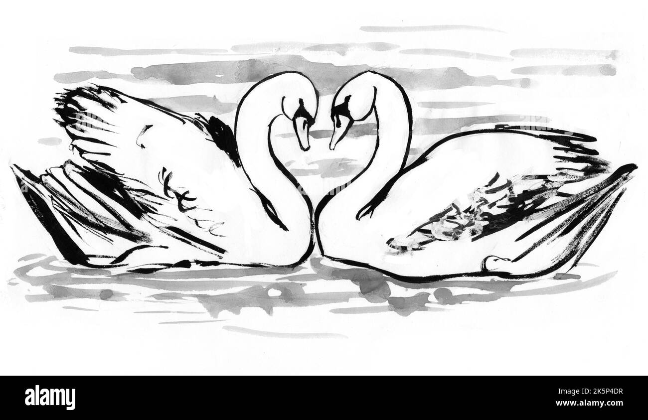 Two swans in love on the water - black and white illustration made with ink and watercolor ...