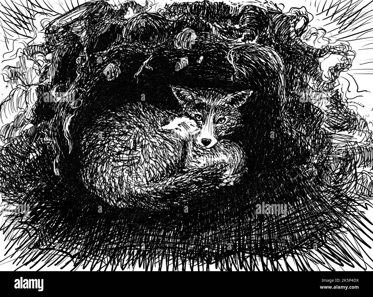 Foxes in a burrow, a fox with a puppy sleeping and cuddled with its ...