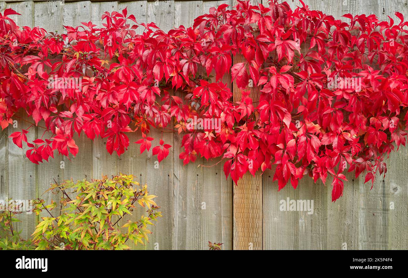 Leaves dying climbing plant swansong fence autumn hi-res stock ...