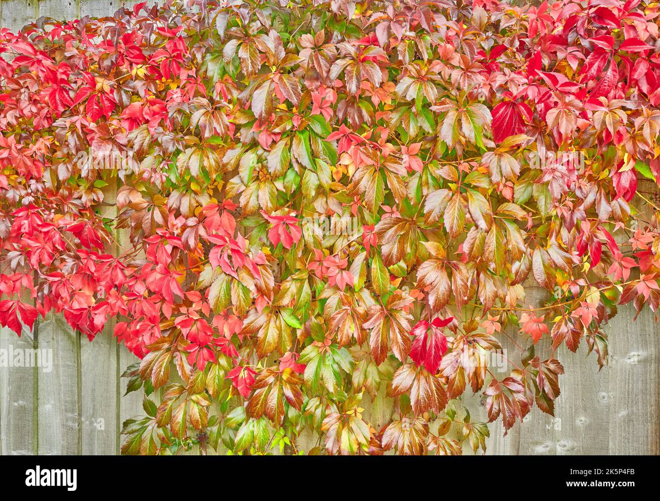 Leaves dying climbing plant swansong fence autumn hi-res stock ...