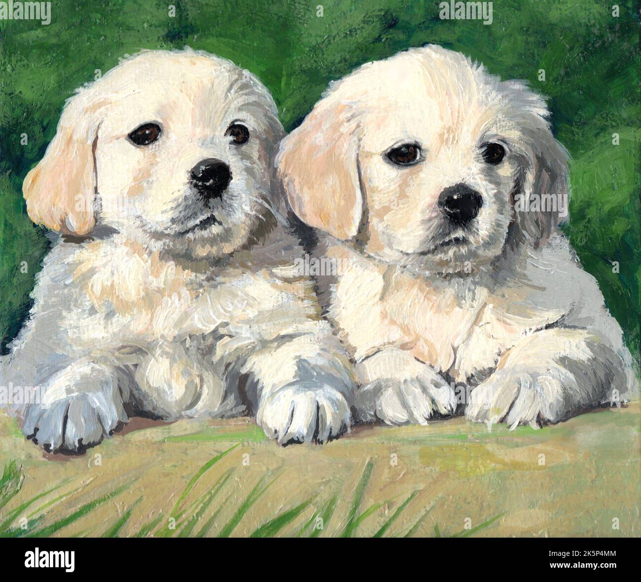 Portrait of two golden retriever puppies, biscuit colour. The two dogs ...