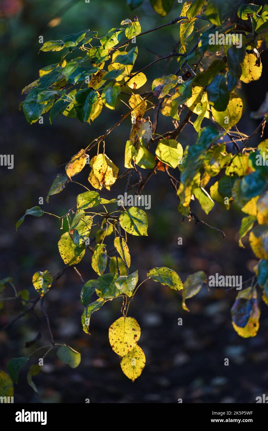 Black branches of trees with yellow leaves in the rays of the autumn ...