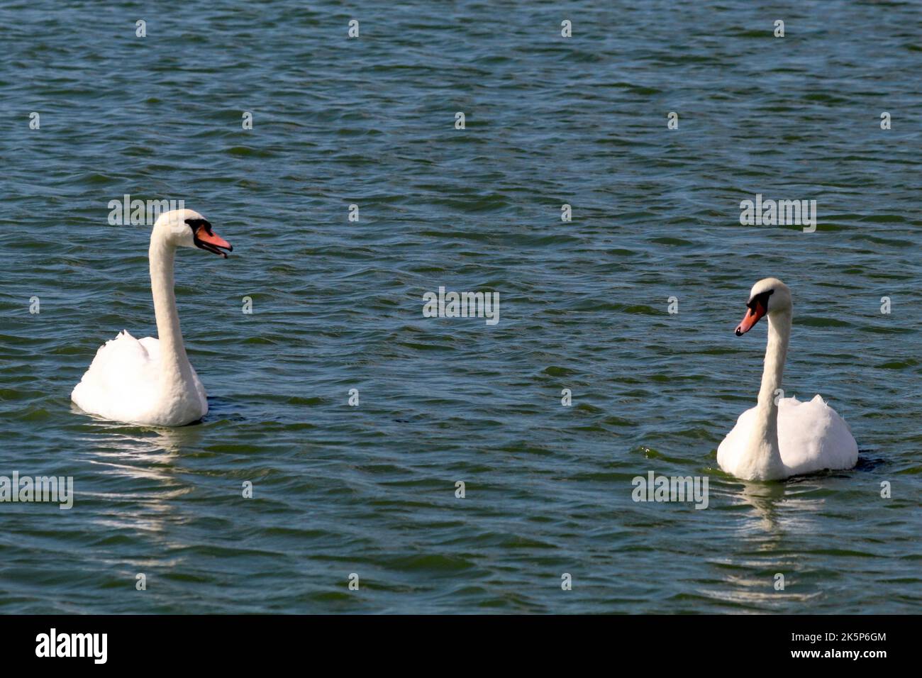 A portrait of two beautiful swans swimming on the surface of a lake ...