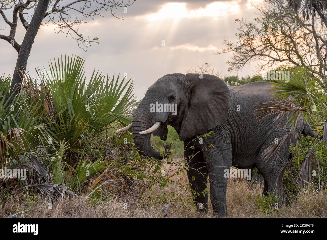 A giant African bush elephant (Loxodonta africana) in a forest at ...
