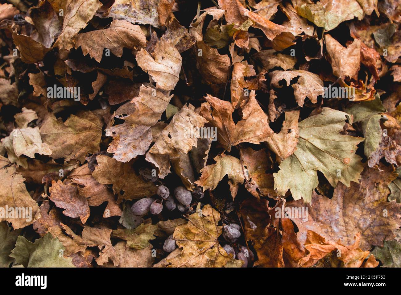 Brown grape leaves on the ground late Autumn- Grapes on the ground with ...