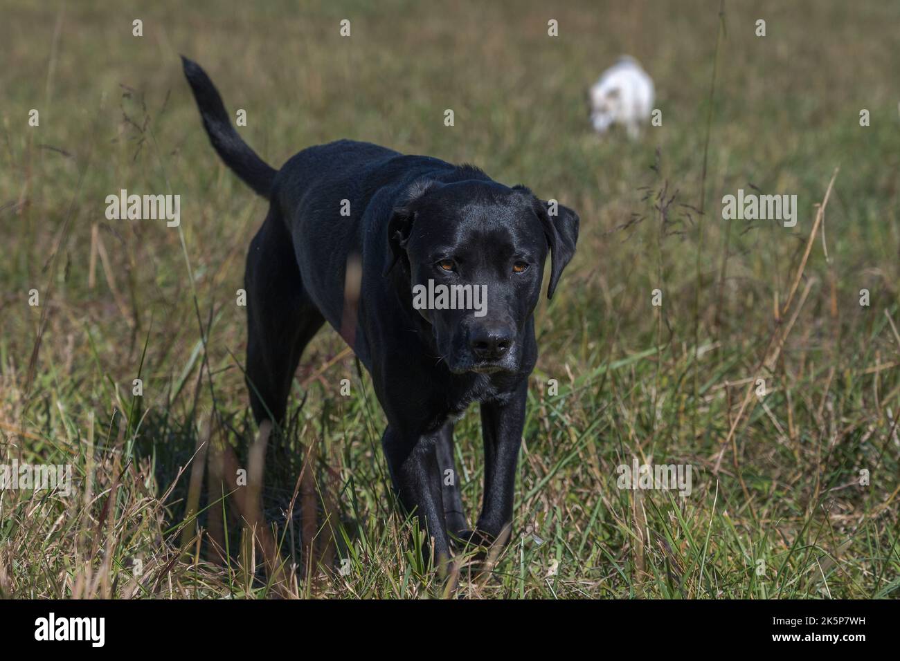 Beautiful dogs in field hi-res stock photography and images - Alamy