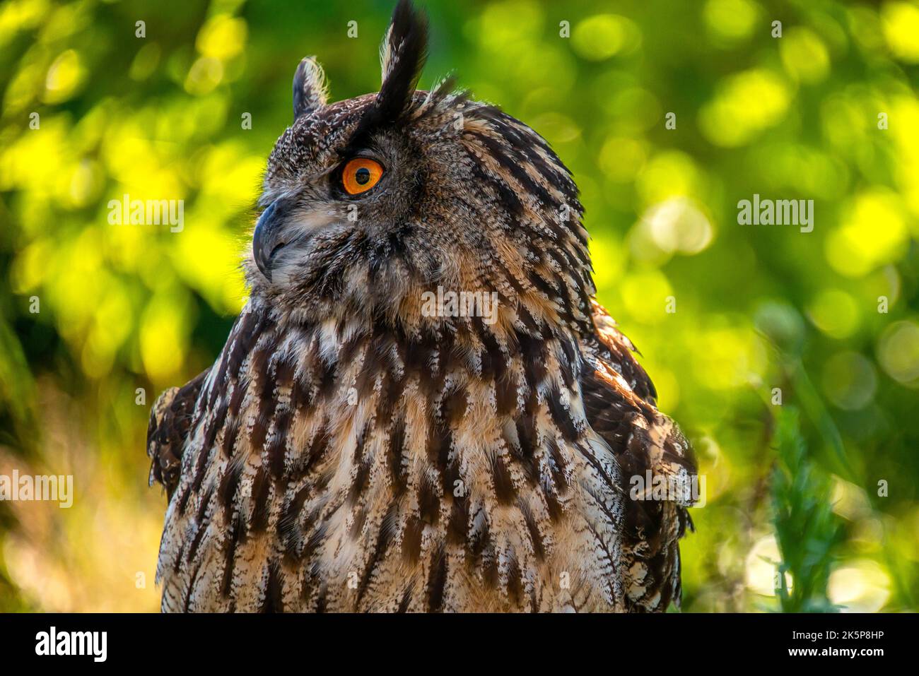Barn owl portrait illustration hi-res stock photography and images - Alamy
