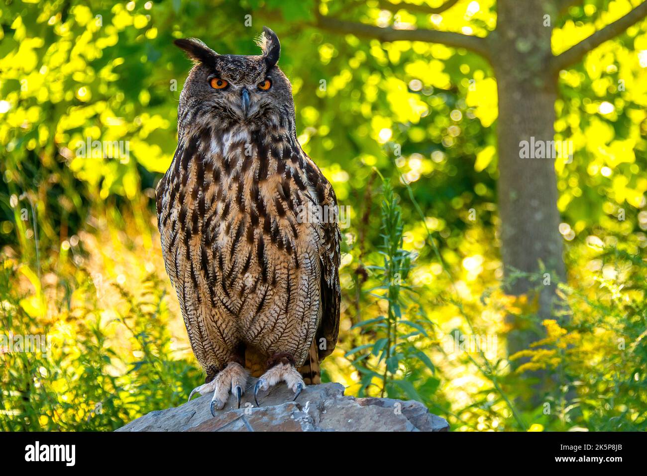 Barn owl face illustration hi-res stock photography and images - Alamy