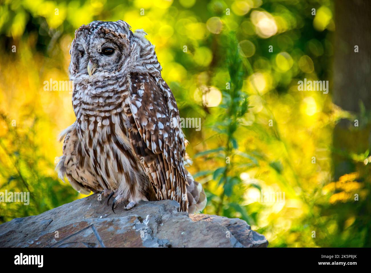 Barn owl silhouette hi-res stock photography and images - Alamy