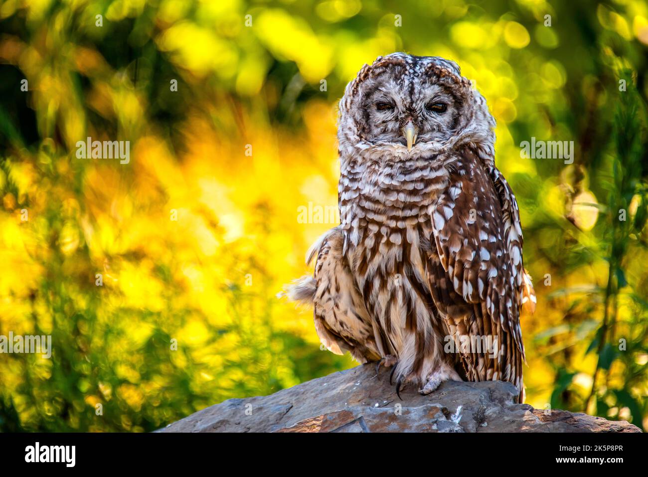 Barn owl face illustration hi-res stock photography and images - Alamy
