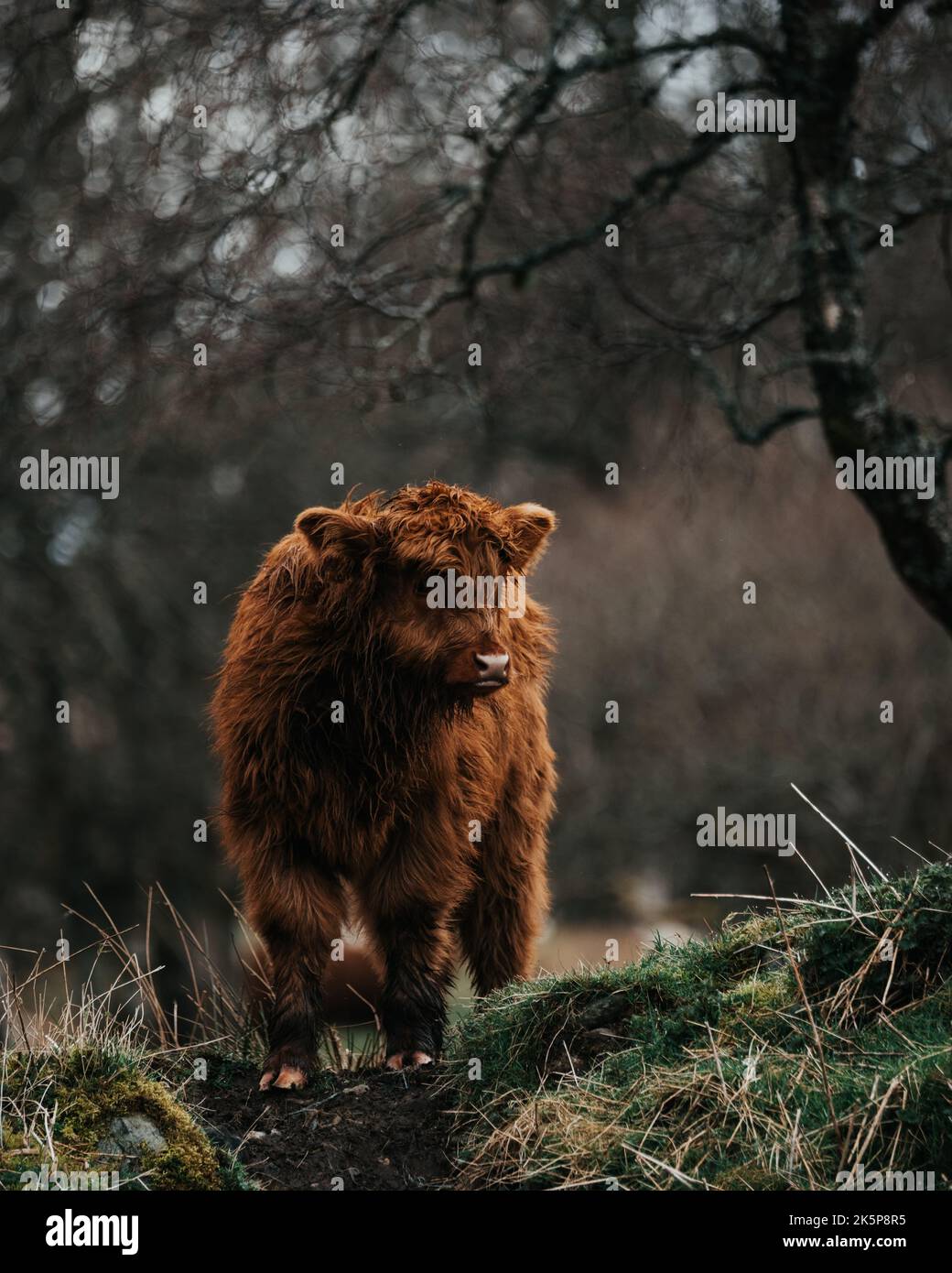 A vertical shot of a young Highland Cow "Coo" in the Scottish Highlands ...