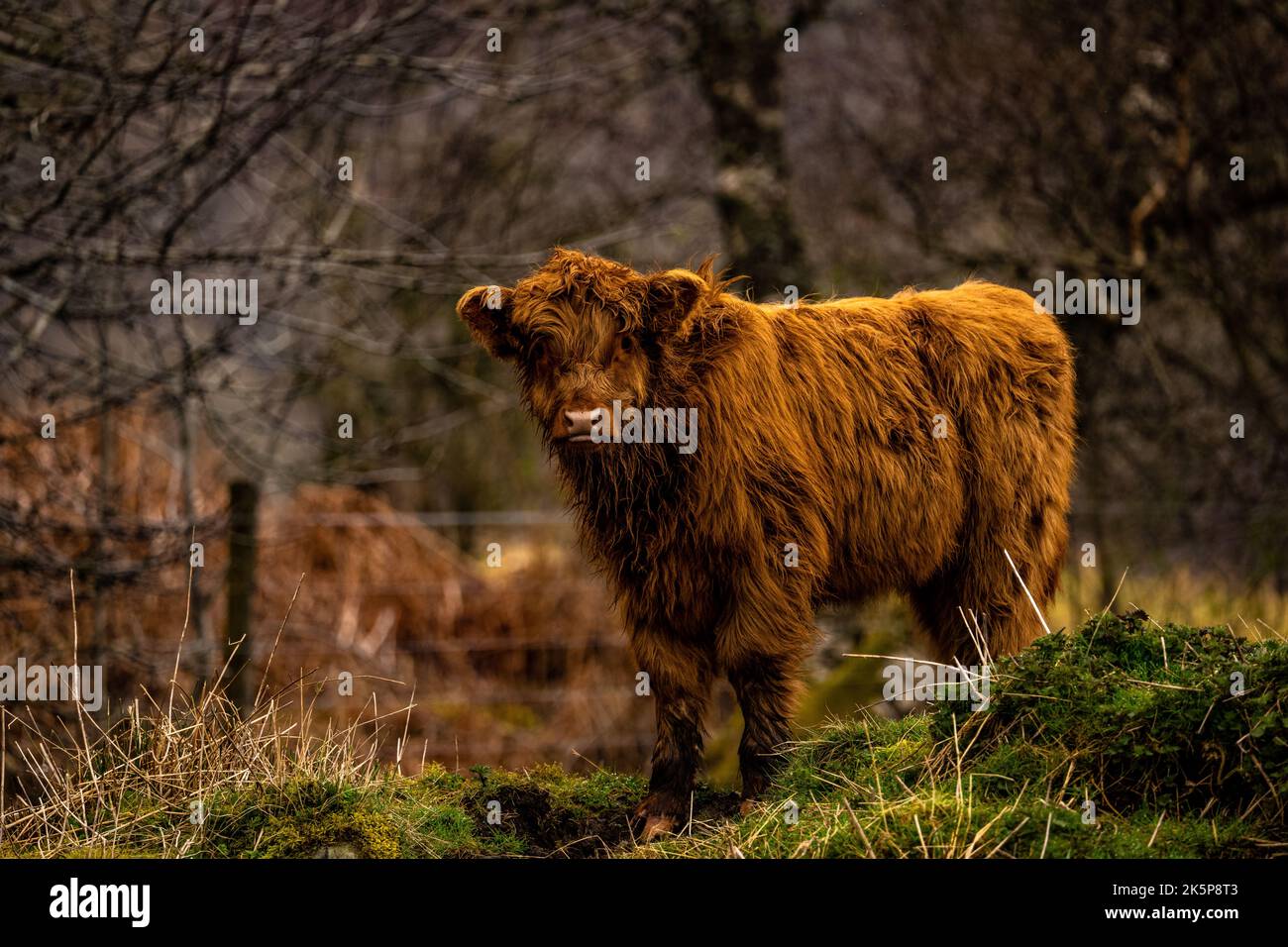 A Young Highland Cow "Coo" in the Scottish Highlands UK Stock Photo - Alamy