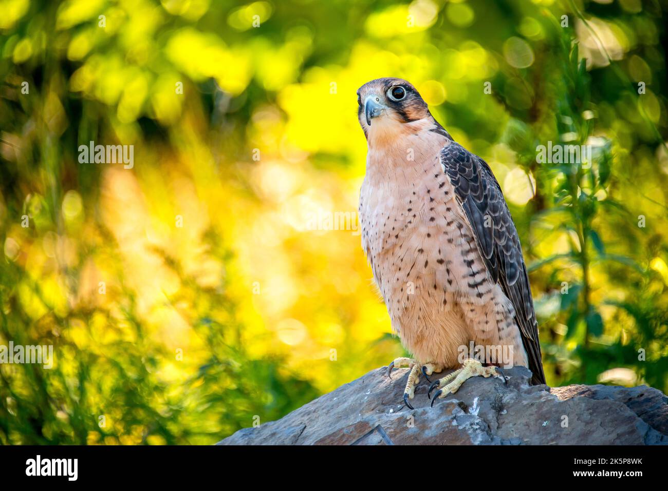 Hawks wing hi-res stock photography and images - Alamy