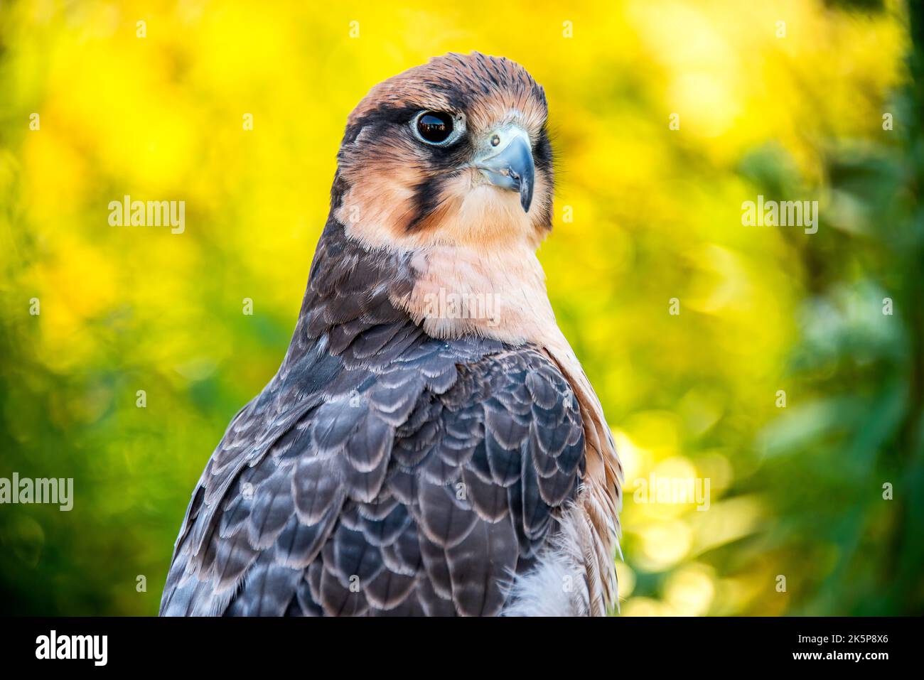 Flying eagle falcon hawk vector hi-res stock photography and images - Alamy