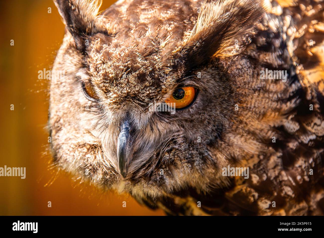 Owlet character hi-res stock photography and images - Alamy