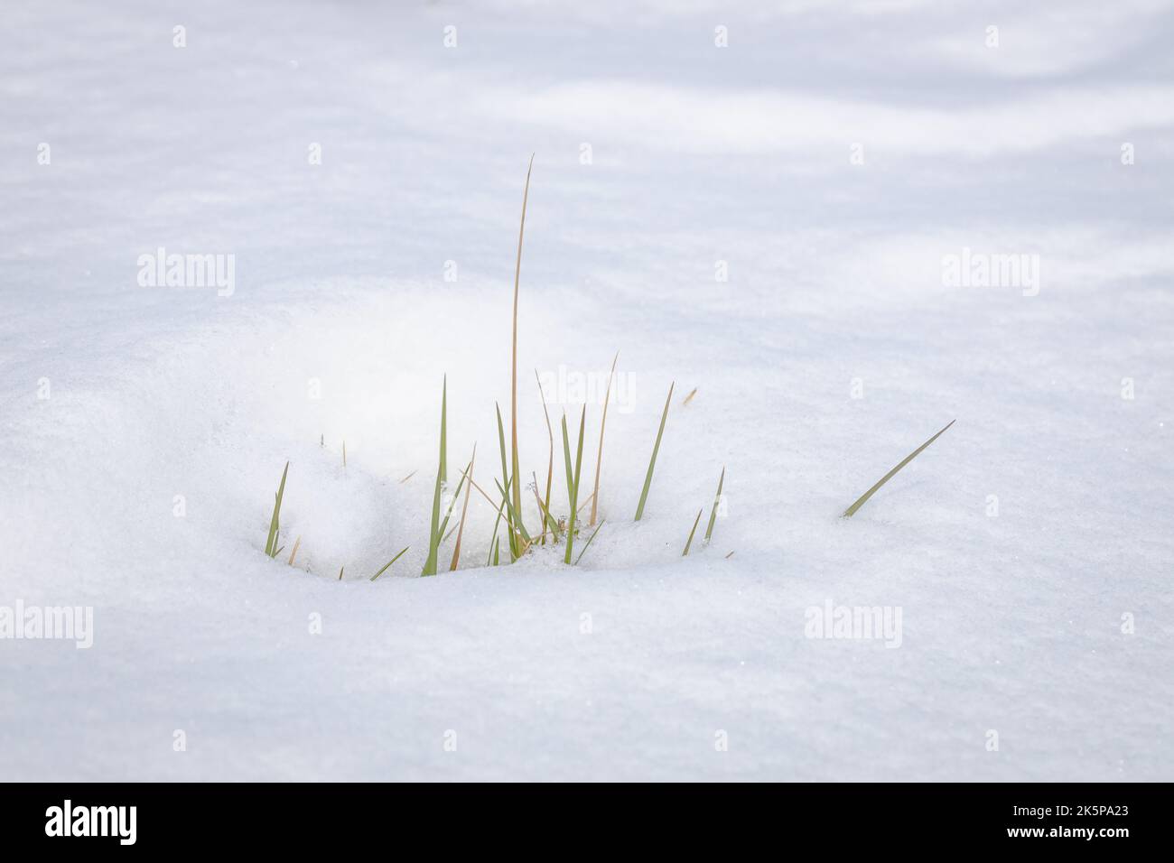 The beginning of winter, snowfall and temperature drop, Green grass ...