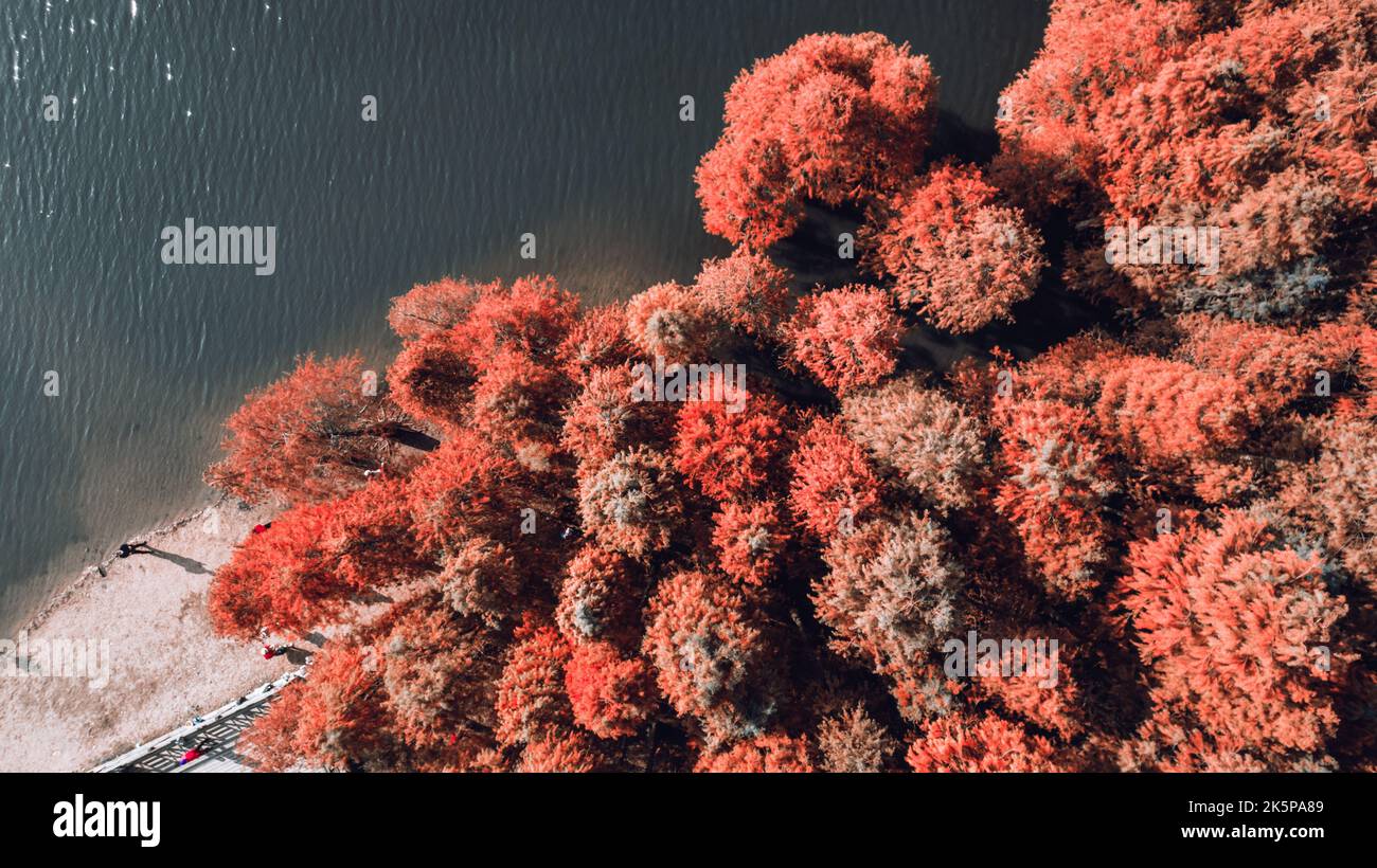 An aerial shot of the the red trees in autumn in Nanjing city, Jiangsu ...