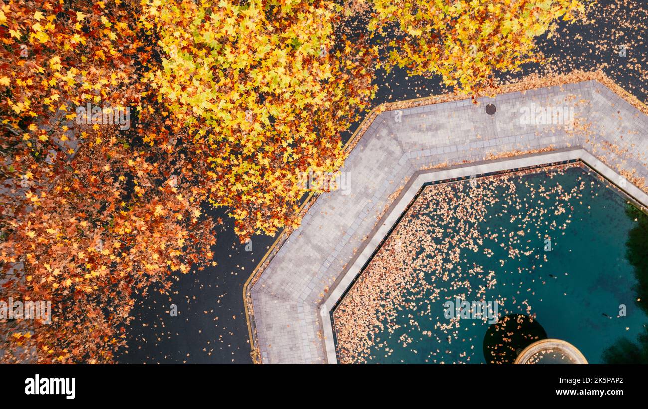 Wutong tree hi-res stock photography and images - Alamy