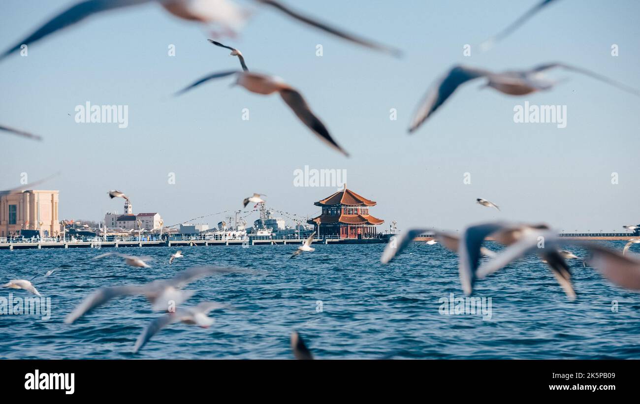 The coastal cityscape of Qingdao, Shandong Province, China, with ...