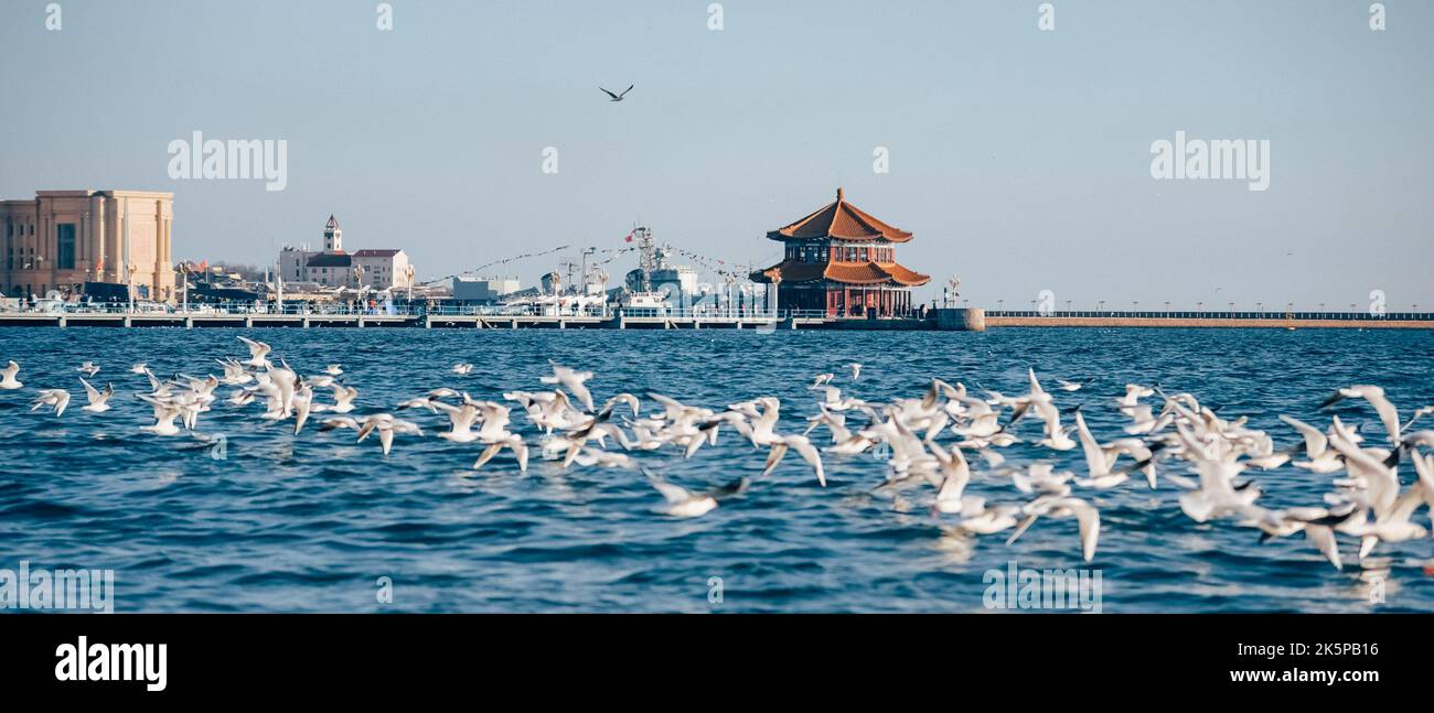 The coastal cityscape of Qingdao, Shandong Province, China, with ...