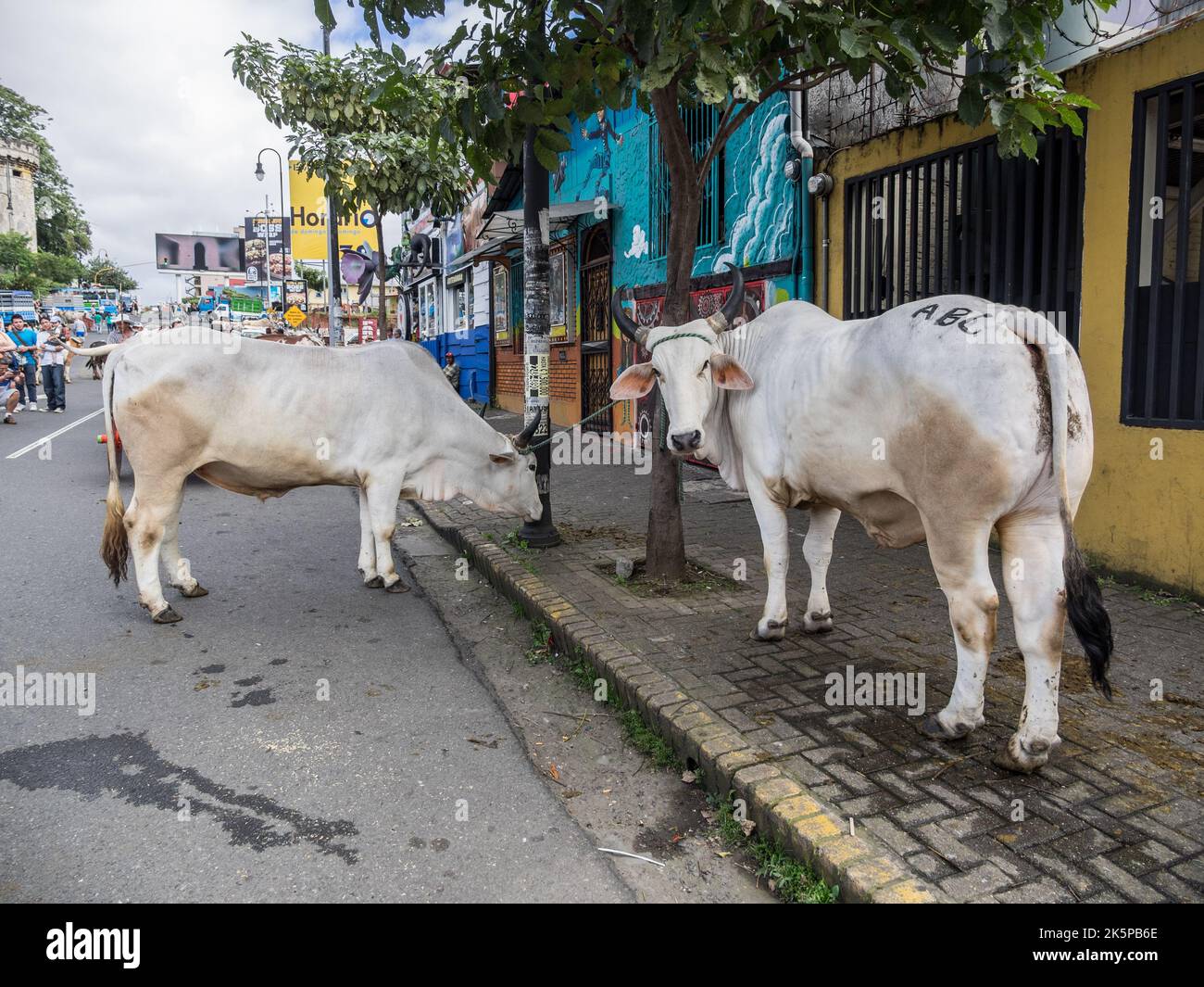 Two oxen tied to a tree on a sidewalk after a parade in San José, Costa ...