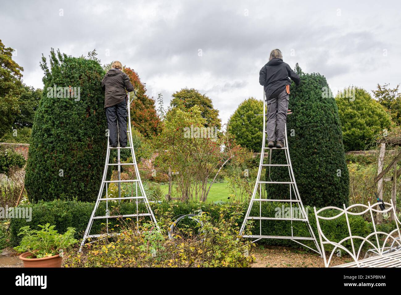 Two ladies on step ladders trimming topiary hedges during October in an ...