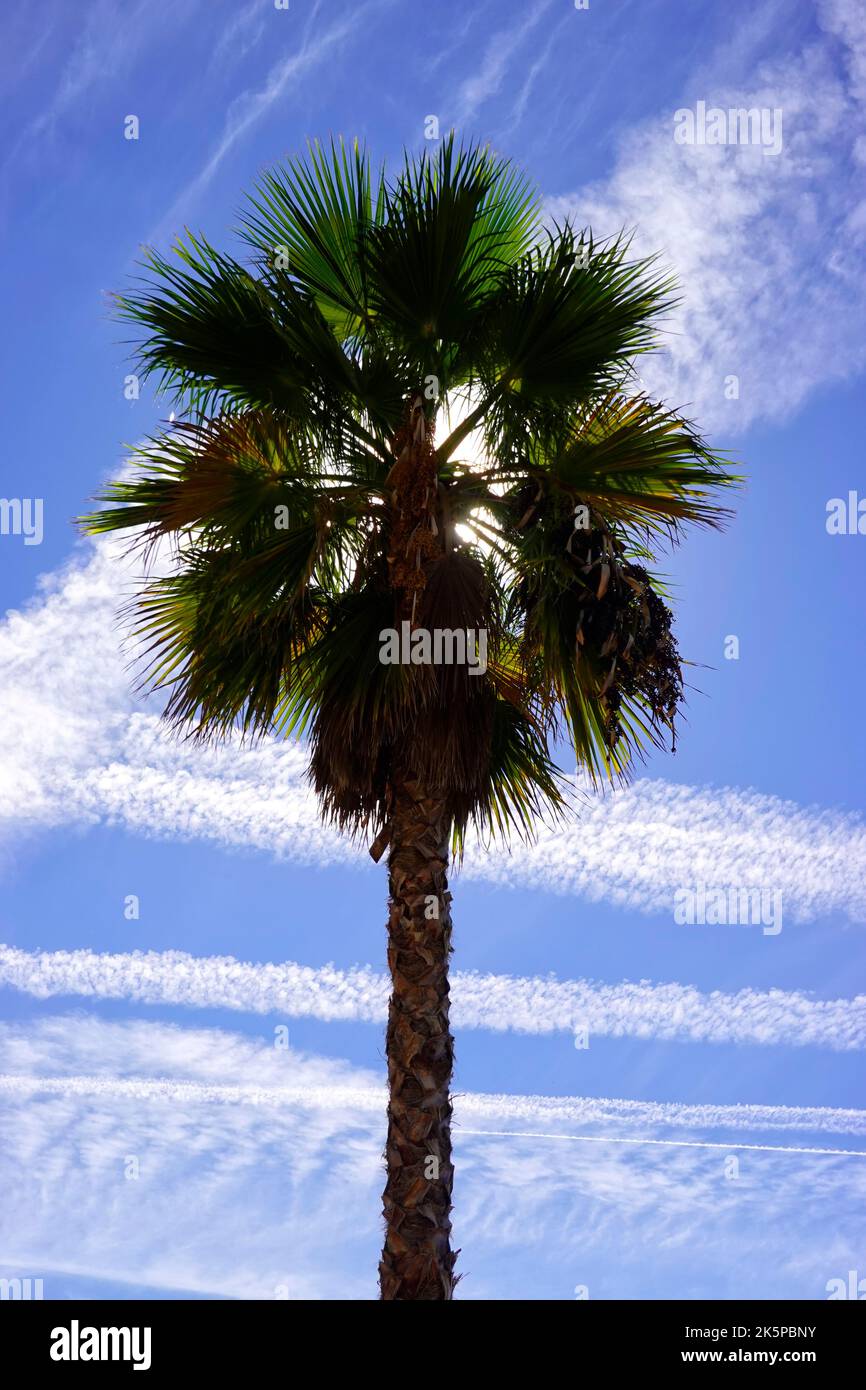Contrails, vapor trails line-shaped clouds produced by aircraft engine ...