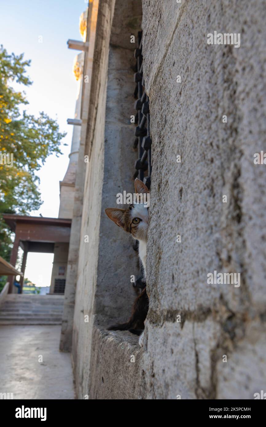 A cute stray cat in the garden of a mosque in Istanbul. Turkish culture ...