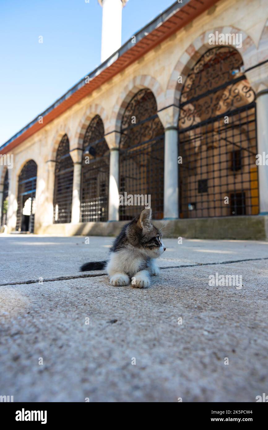 Stray cats of Istanbul background photo. A stray cat in the garden of a ...