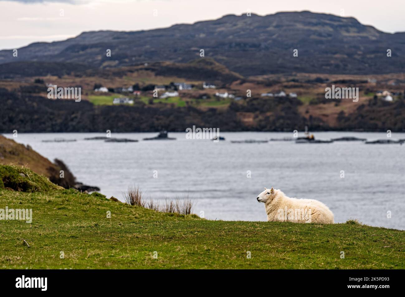 The sheep in the Scottish highlands Stock Photo - Alamy