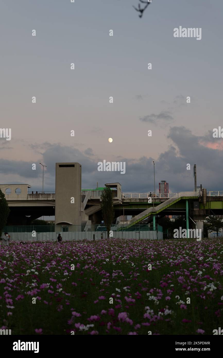 Cosmos bridge hi-res stock photography and images - Alamy