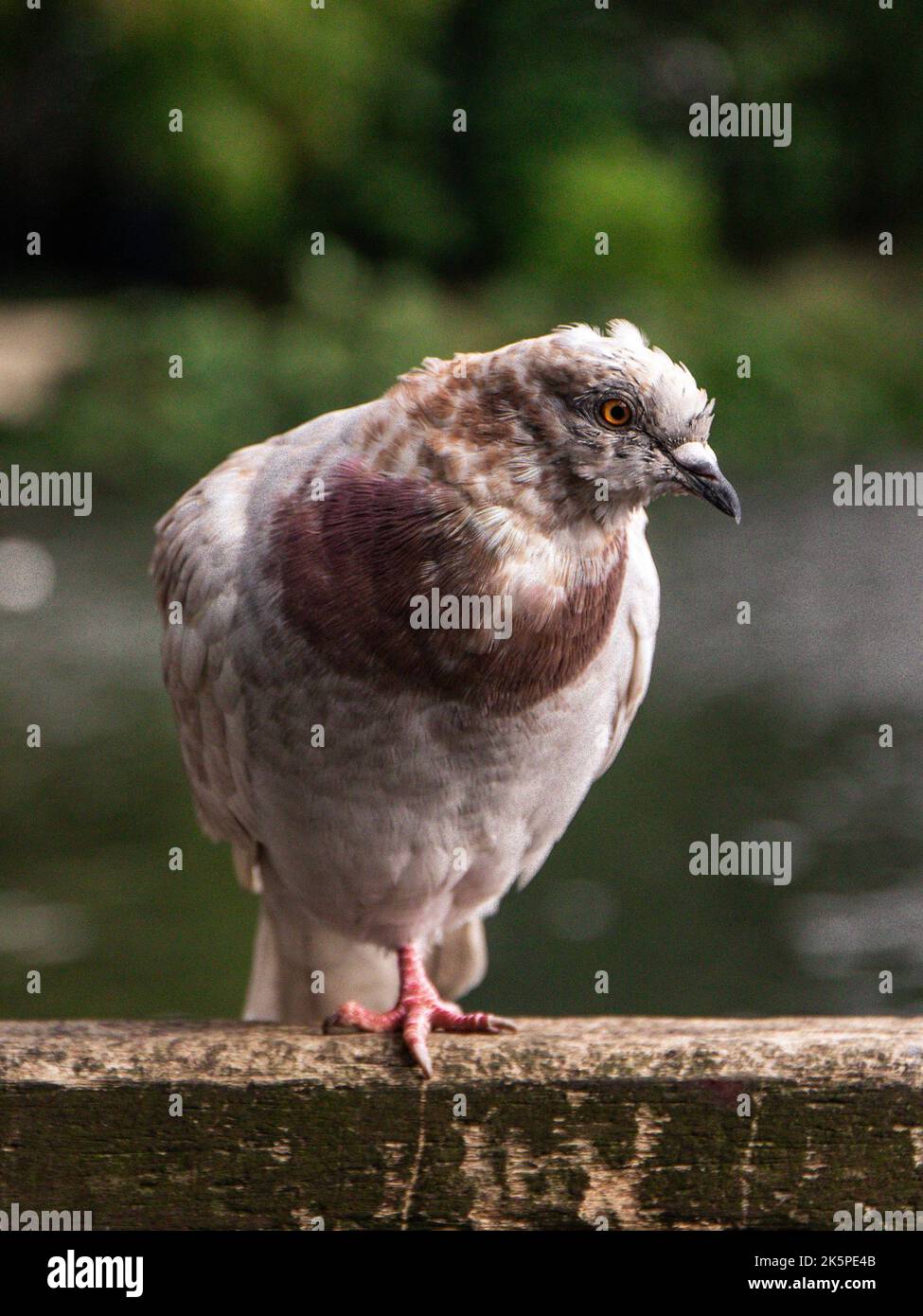 Pigeon thinking hi-res stock photography and images - Alamy