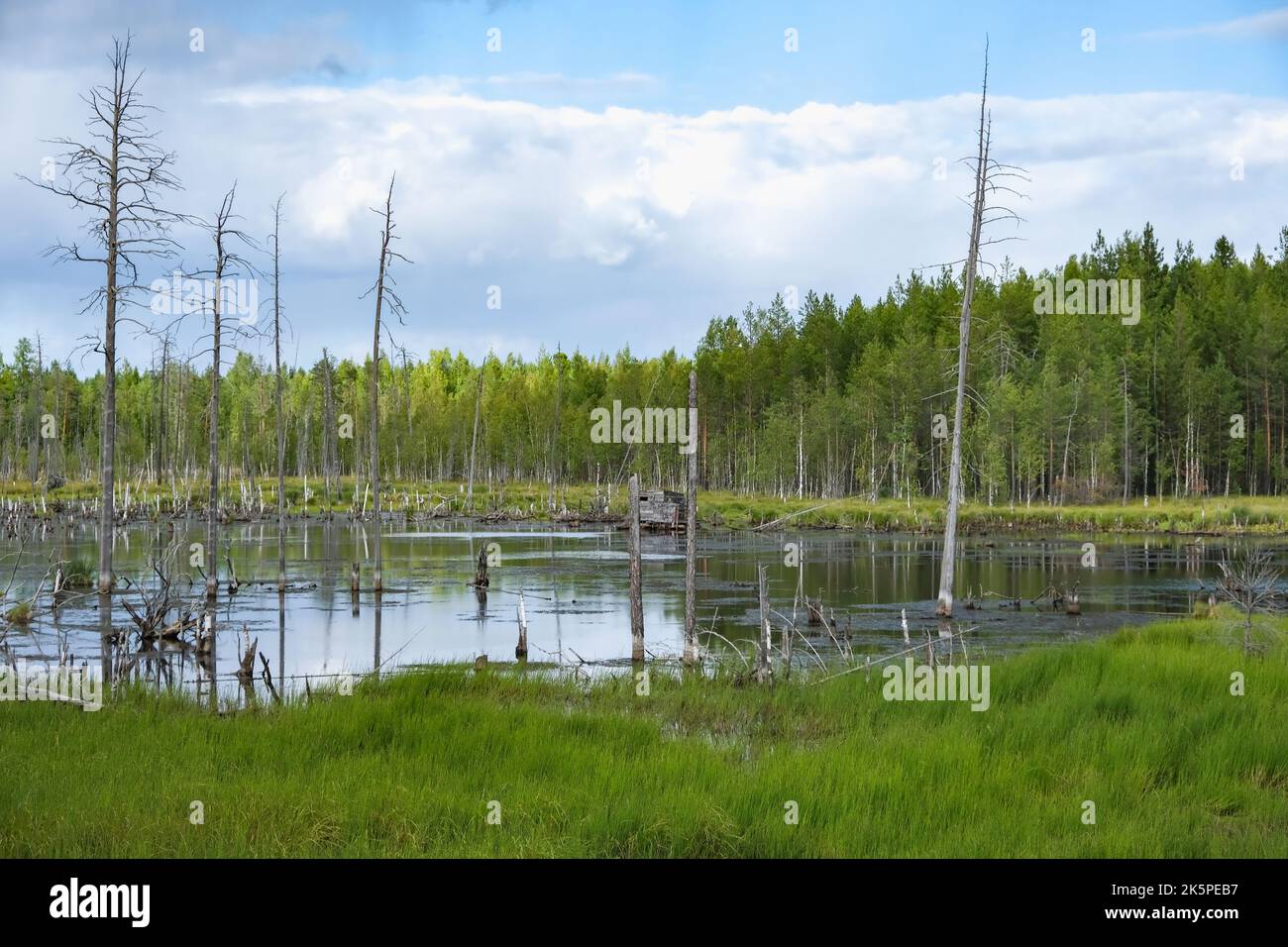 Dry trees in swamps against a blue sky with clouds. Dead trees in the ...