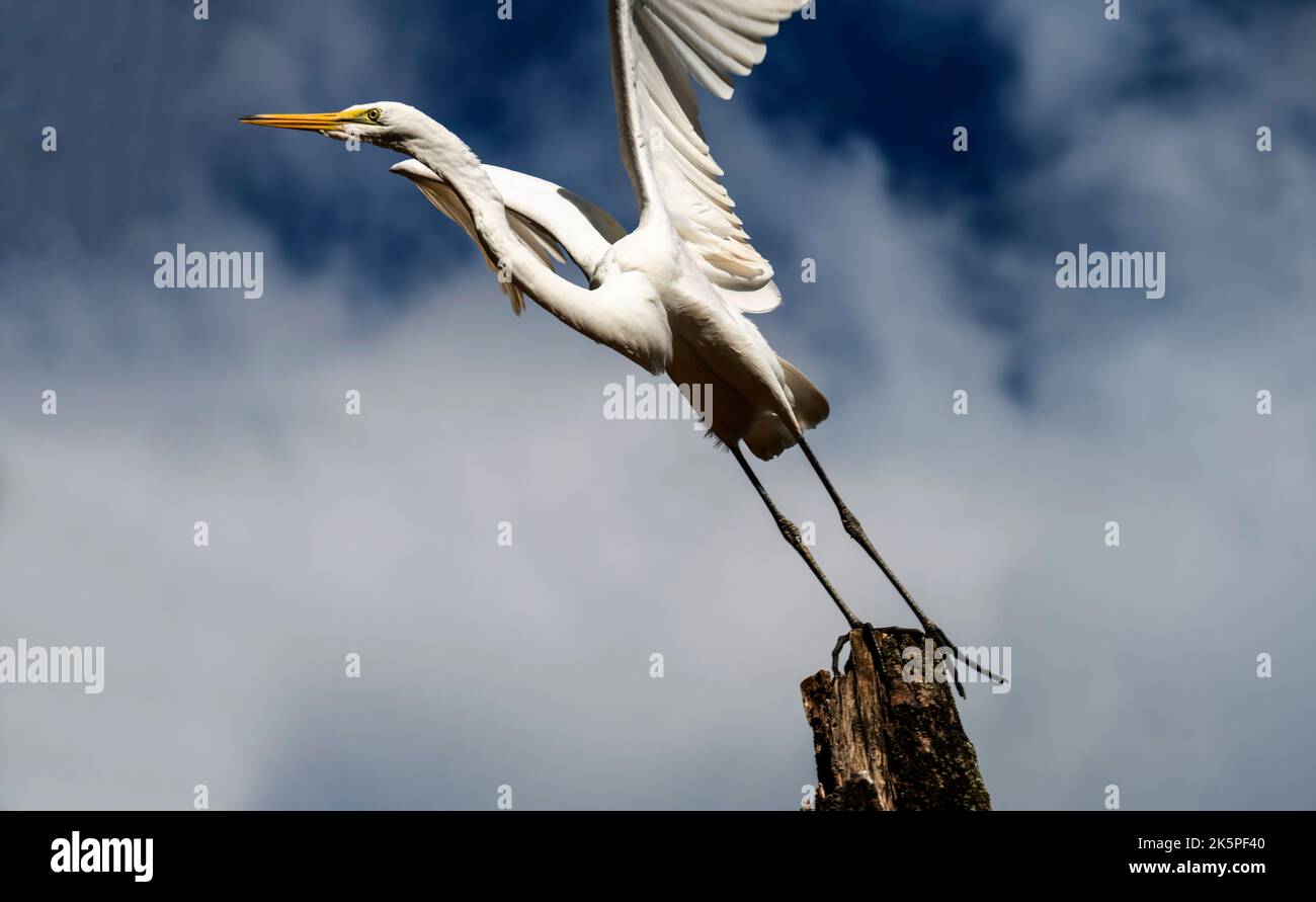 A Great Egret (Ardea alba) taking off from a wooden stand in Sydney ...