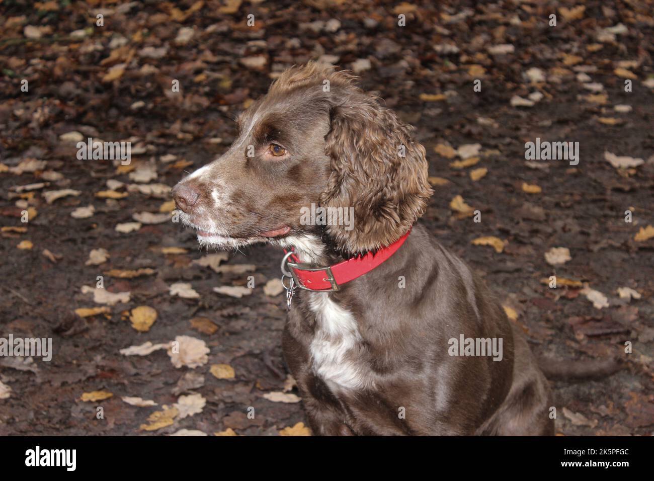 Chocolate coloured working cocker spaniel wearing a red colour and in ...