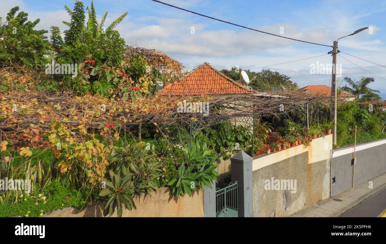 An over grown garden with grape vines which are trained high Stock ...