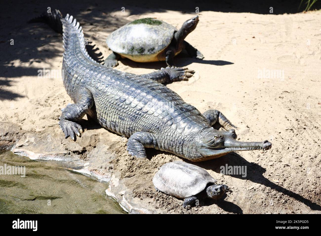 Crocodile and turtle hi-res stock photography and images - Alamy