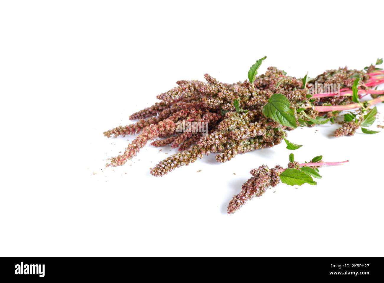 Sprigs of red quinoa with seeds on a white background. Garden plant ...
