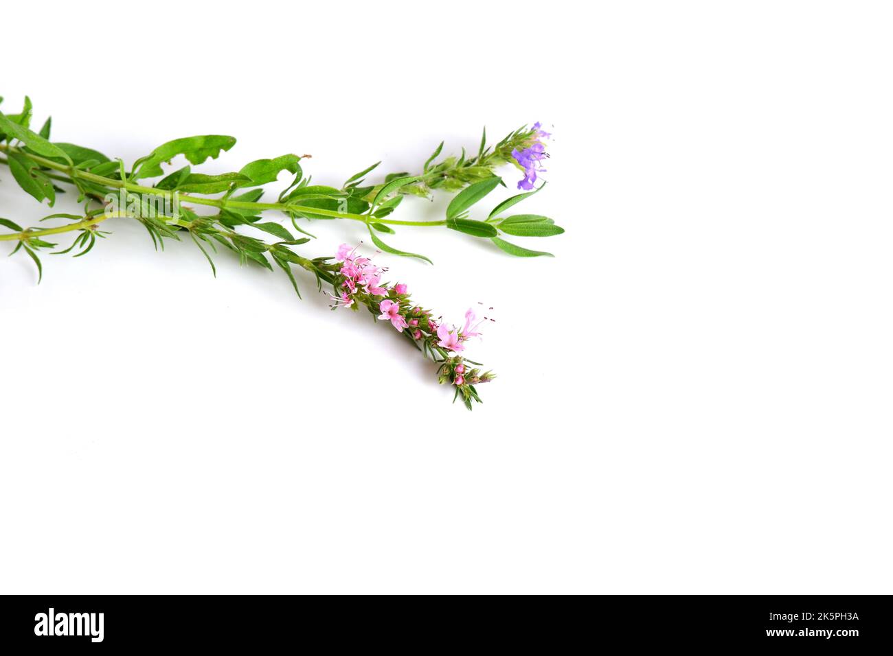 Two sprigs of hyssop with green leaves, blue and pink flowers on a ...