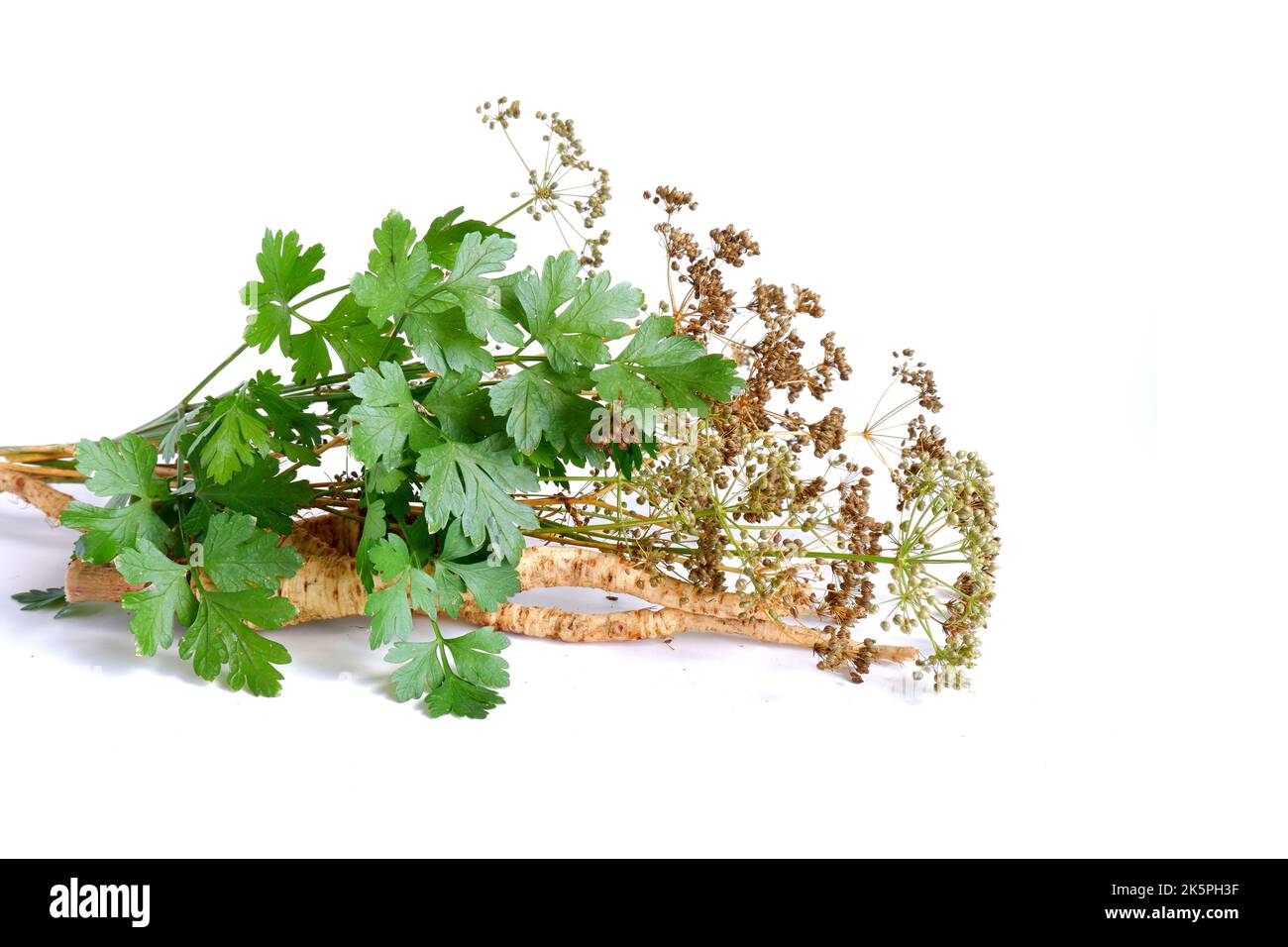 Green leaves, root and seeds of parsley on a white background Stock ...