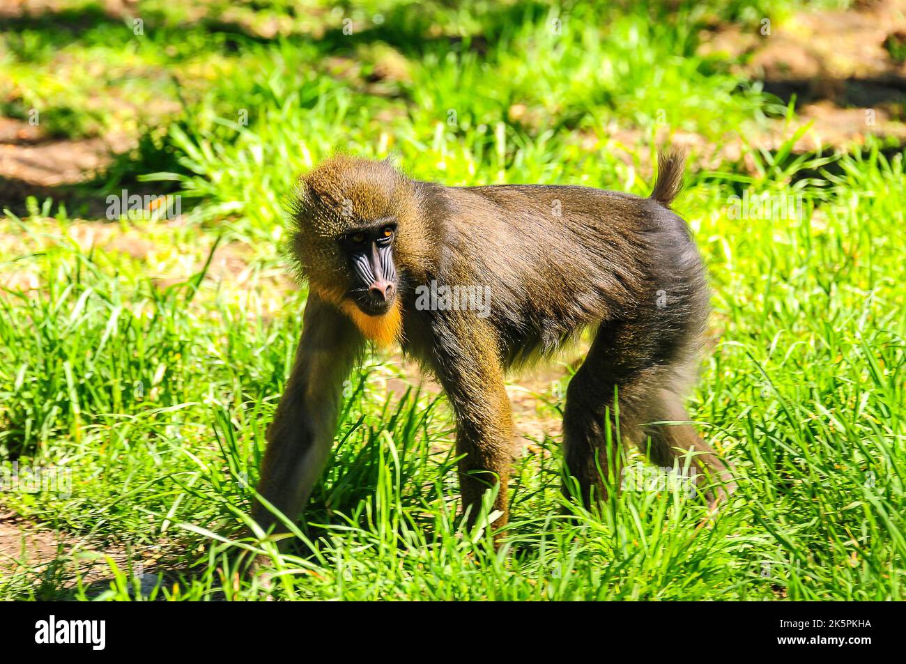 Mandrill face white background hi-res stock photography and images - Alamy