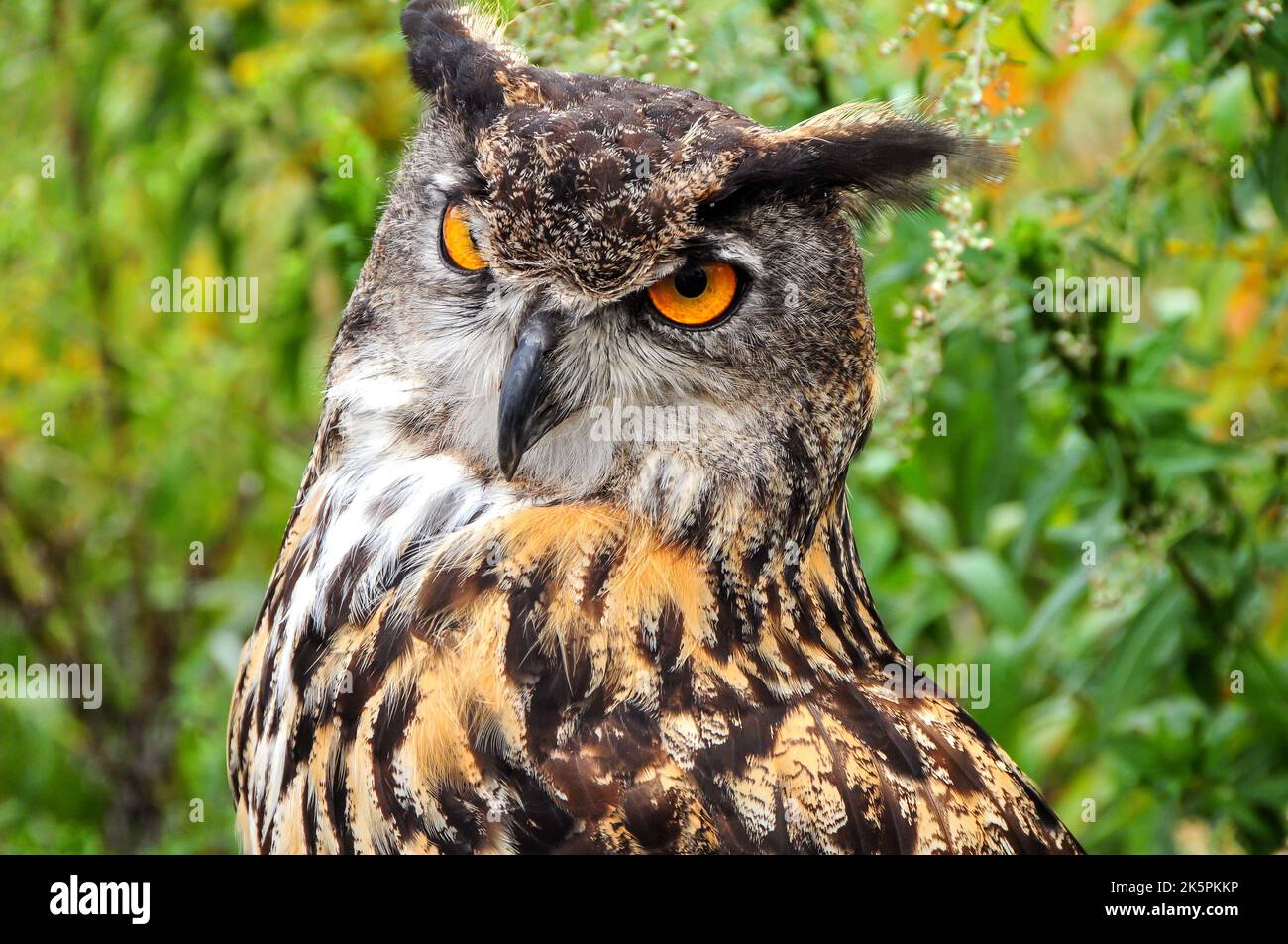 Barn owl face illustration hi-res stock photography and images - Alamy