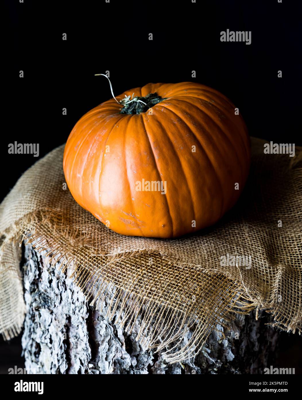 A close up of a small pumpkin on a large burlap covered woody stump ...